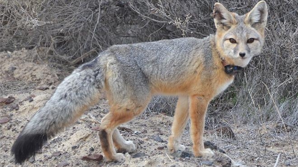 Kit Fox Pups Caught On Camera In Oregon Desert KCBY Kit Fox Pups Caught On Camera In Oregon Desert KCBY
