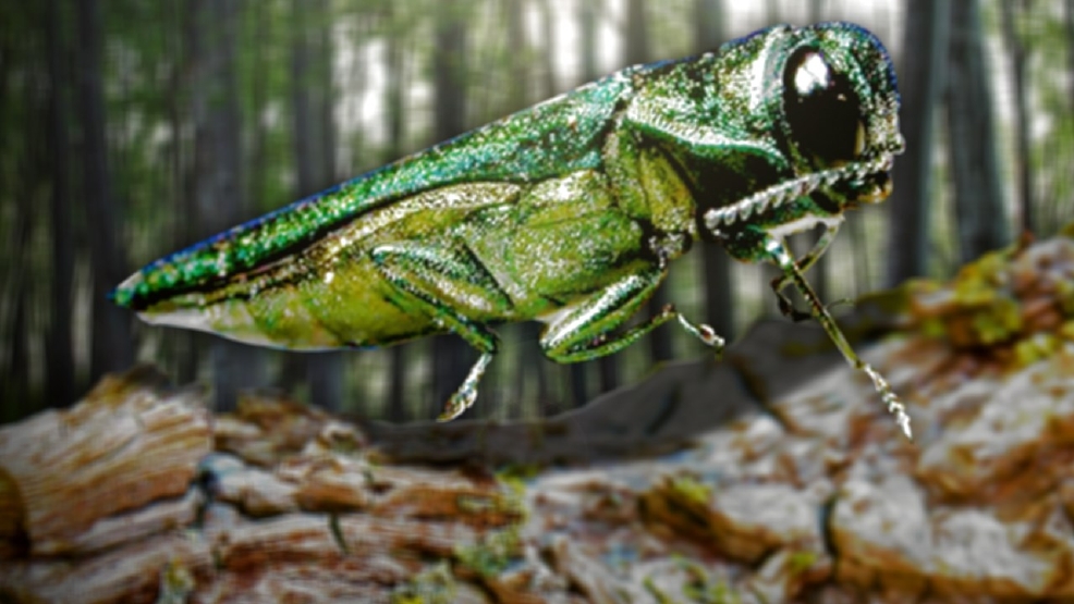 State: Insect fatal to ash trees found in southwest Missouri | KRCG