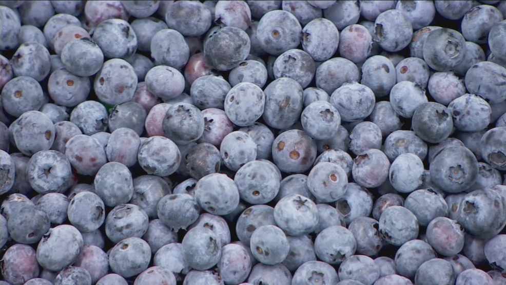 Farm 2 You: Oregon Blueberries | KATU