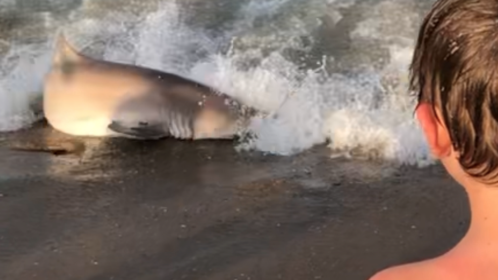 GALLERY: Sand Tiger Shark caught off coast of Bethany Beach in Delaware ...