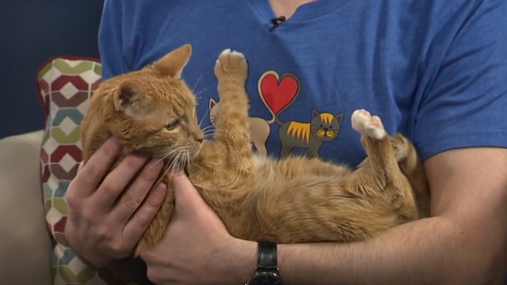 Adorable Adoptable: Scarlett the cat turns 21! | WJLA