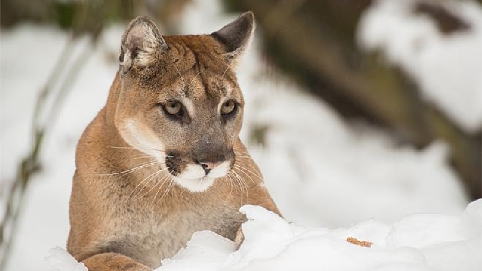 Photos: Oregon Zoo animals in the snow | KATU