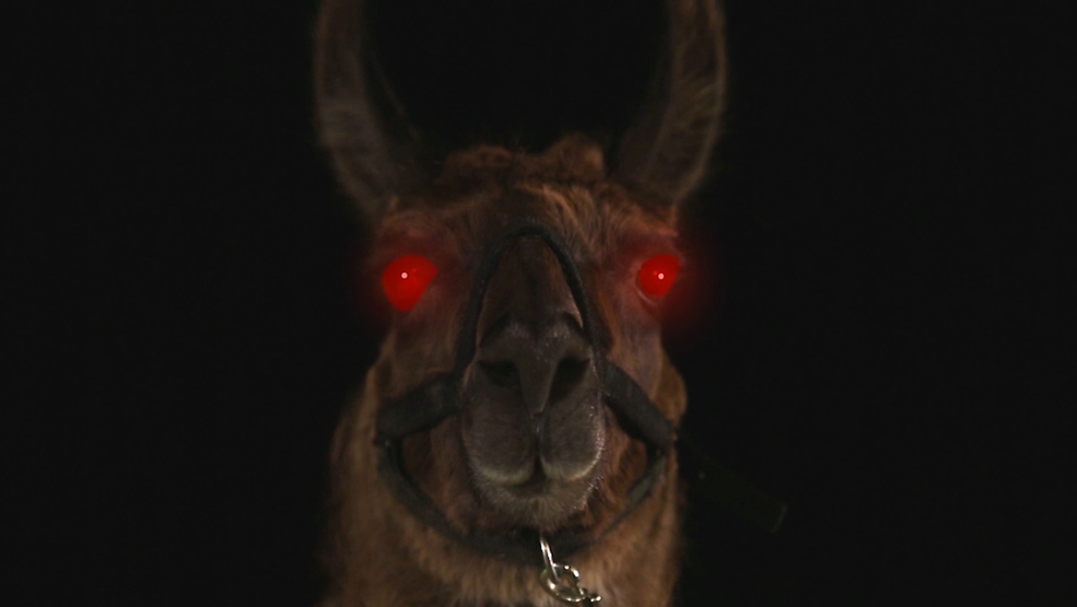 Locals Made a Killer Space Llama Film & Put It on Amazon for Over $1 ...