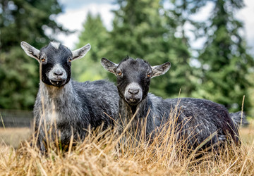 Sanctuary & farm outside Olympia provides healing for unwanted, unloved ...