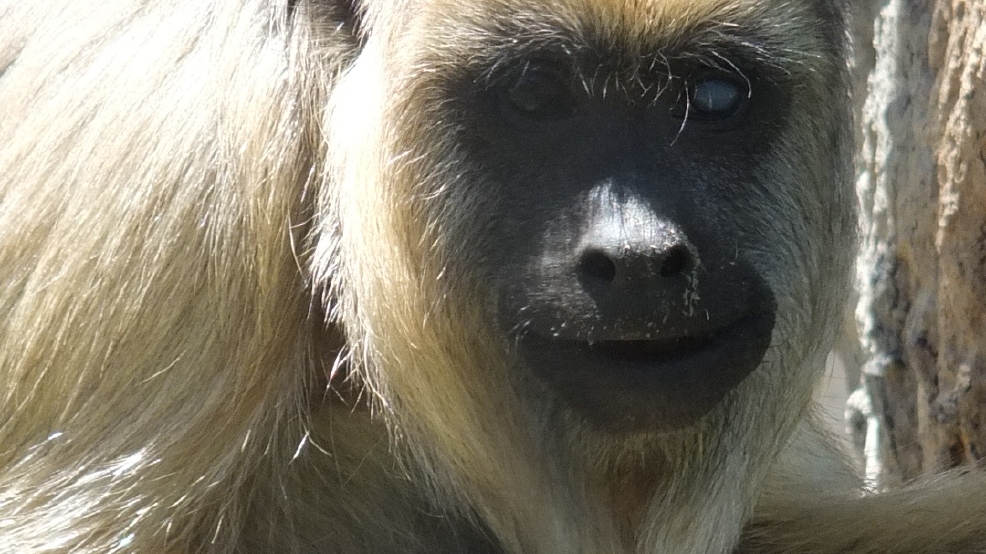 Photos: Family of 4 howler monkeys on display at Abilene Zoo | KTXS
