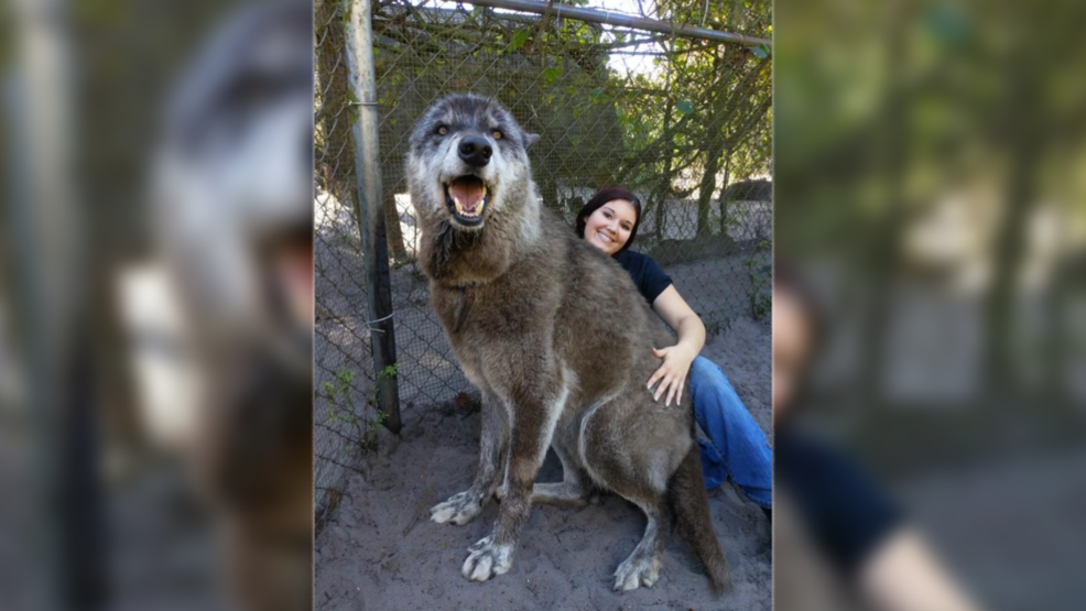 Este perro lobo recibe una segunda oportunidad tras ser abandonado por ...