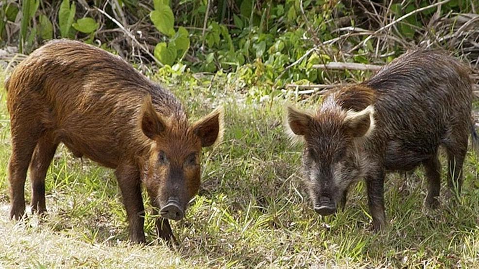 Hoover PD gives tips on dealing with feral hogs | WBMA