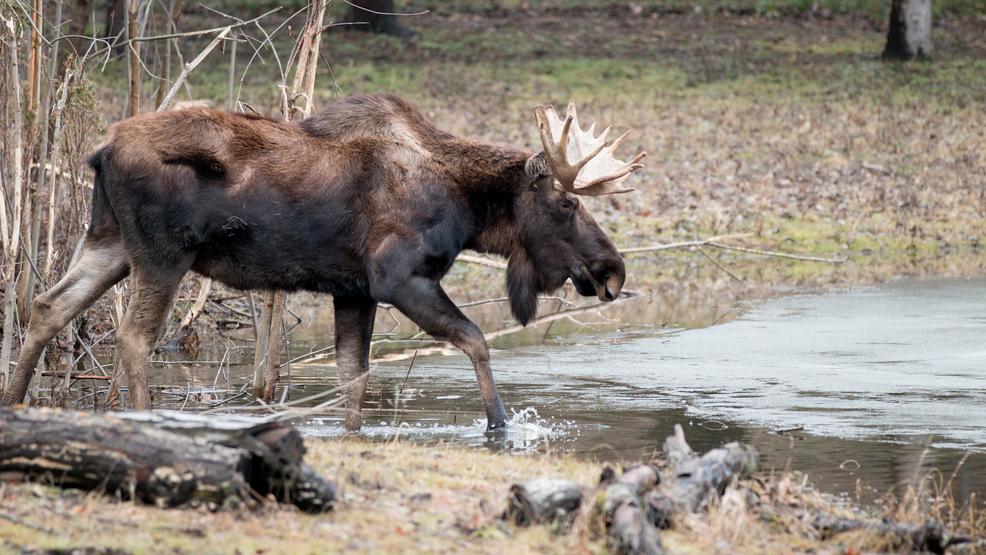 Moose dies at Lansing zoo after beginning cancer treatment | WPBN