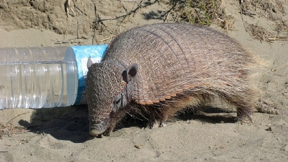 Man Shoots Armadillo, Bullet Ricochets and Hits Mother-in-Law | WTTE